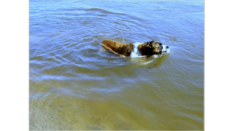 Bernardyny i upały - bernardyn, bernardyny, o bernardynach, bernardyna ...