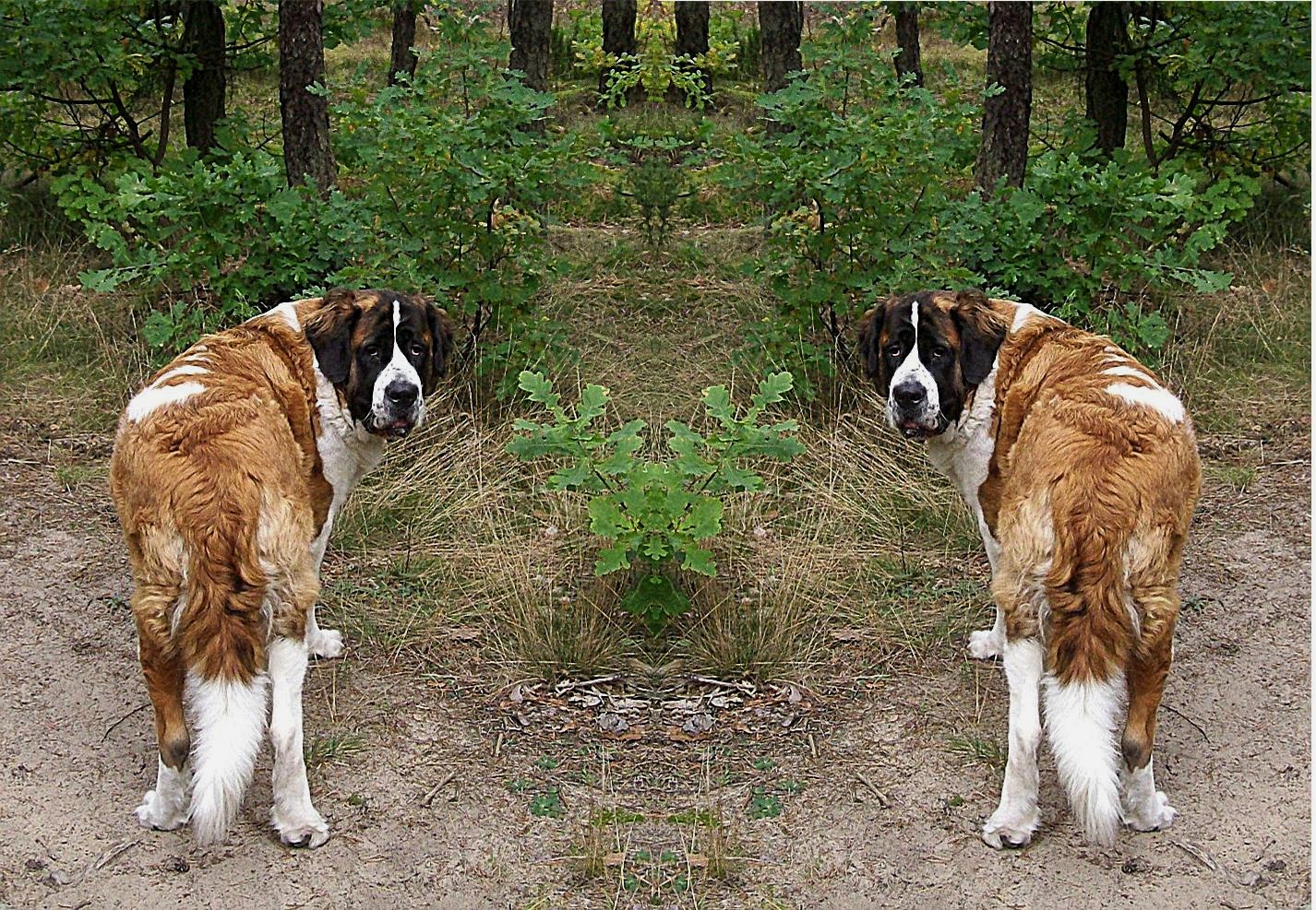 Przydatne parametry aparatu przy fotografowaniu bernardynów - bernardyn ...